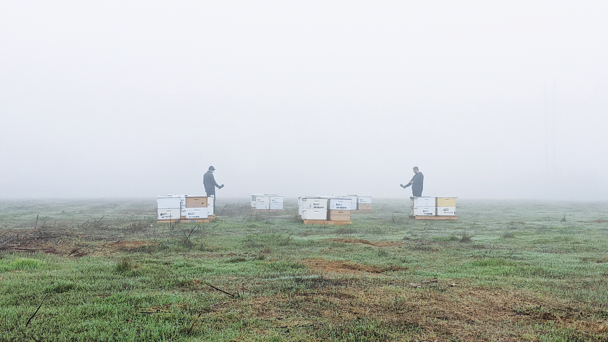 Digital hive inspection service helps pollination - Fruit Growers News