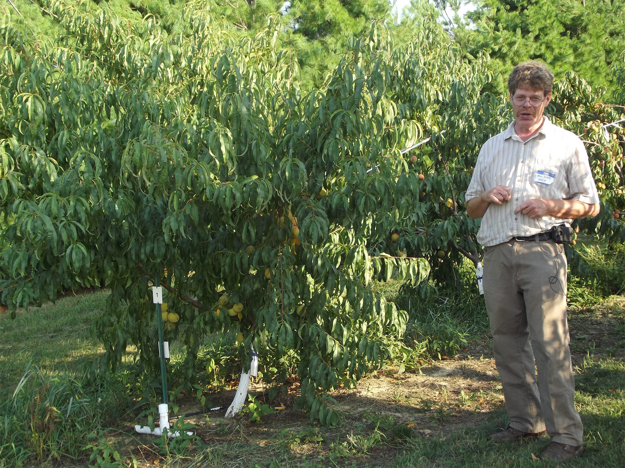 Wood pulp on tree fruit buds guards against frost damage - Fruit ...