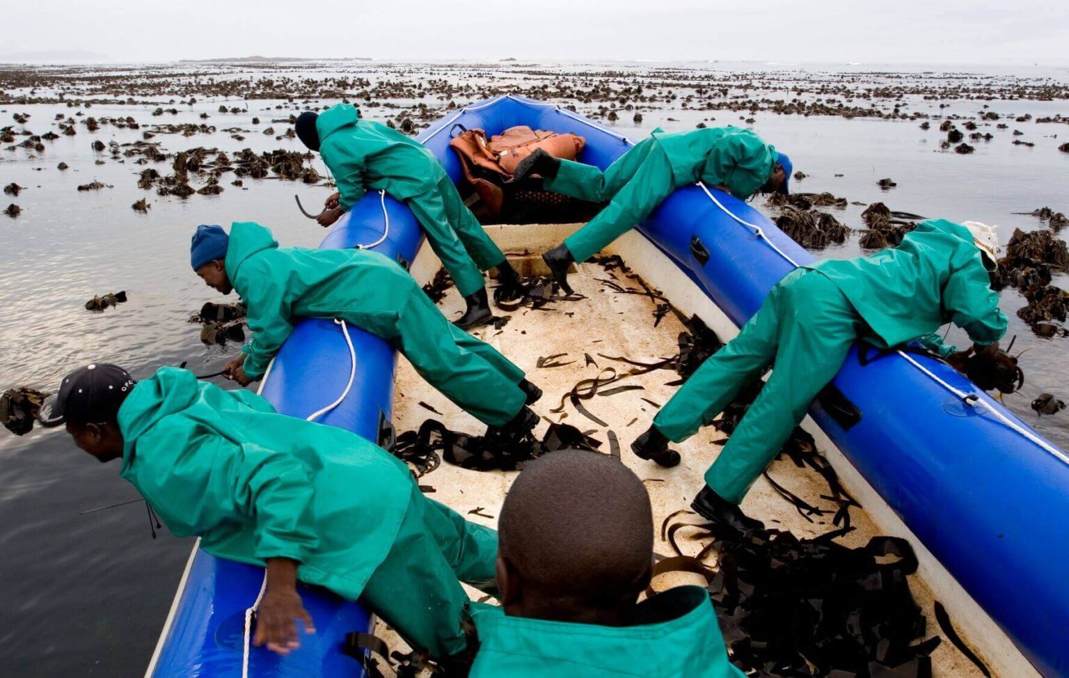 Kelp-based fertilizer Afrikelp aids in managing heat stress - Fruit ...