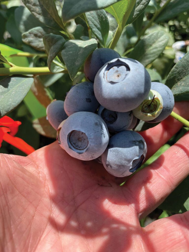 Pink Cosmo berries a hit in their trial season - Fruit Growers News
