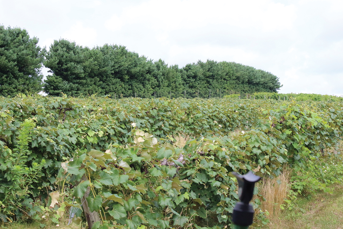 Data collection tool expands farm management - Fruit Growers News