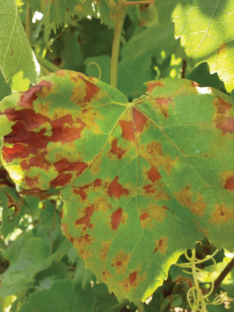 Powerful grapevine gene fights downy mildew - Fruit Growers News