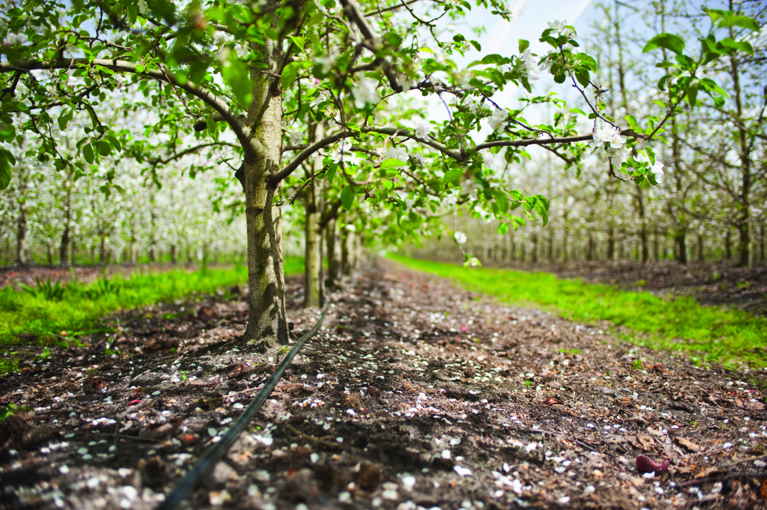 Proper maintenance aids orchard irrigation systems: Rivulis - Fruit ...