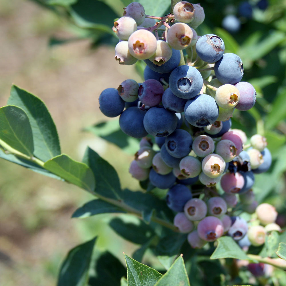Georgia blueberry growers extend assessment - Fruit Growers News