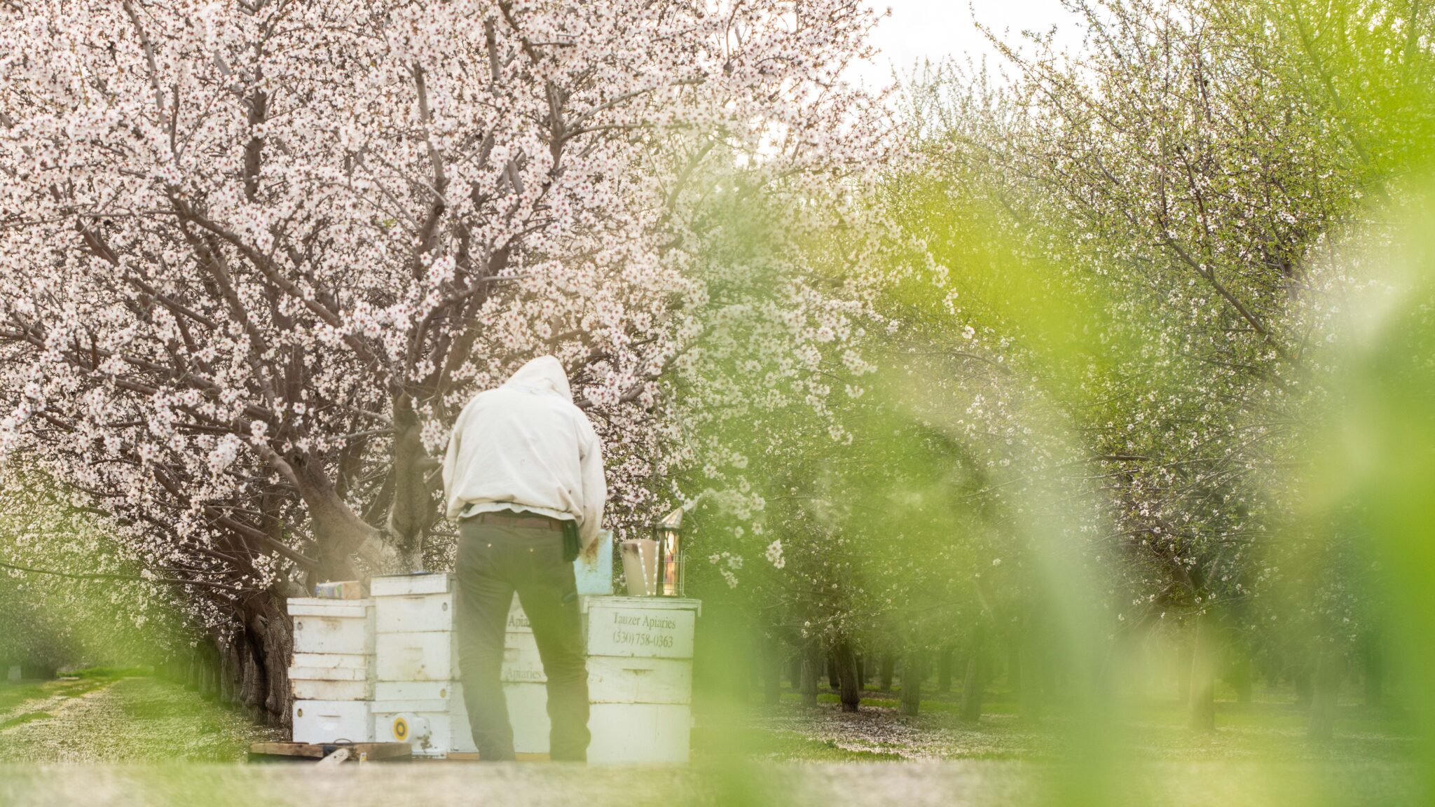 BeeHero opens Australian location - Fruit Growers News
