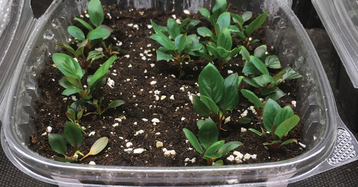 New Geneva rootstocks to help apple growers with size, yield, disease ...