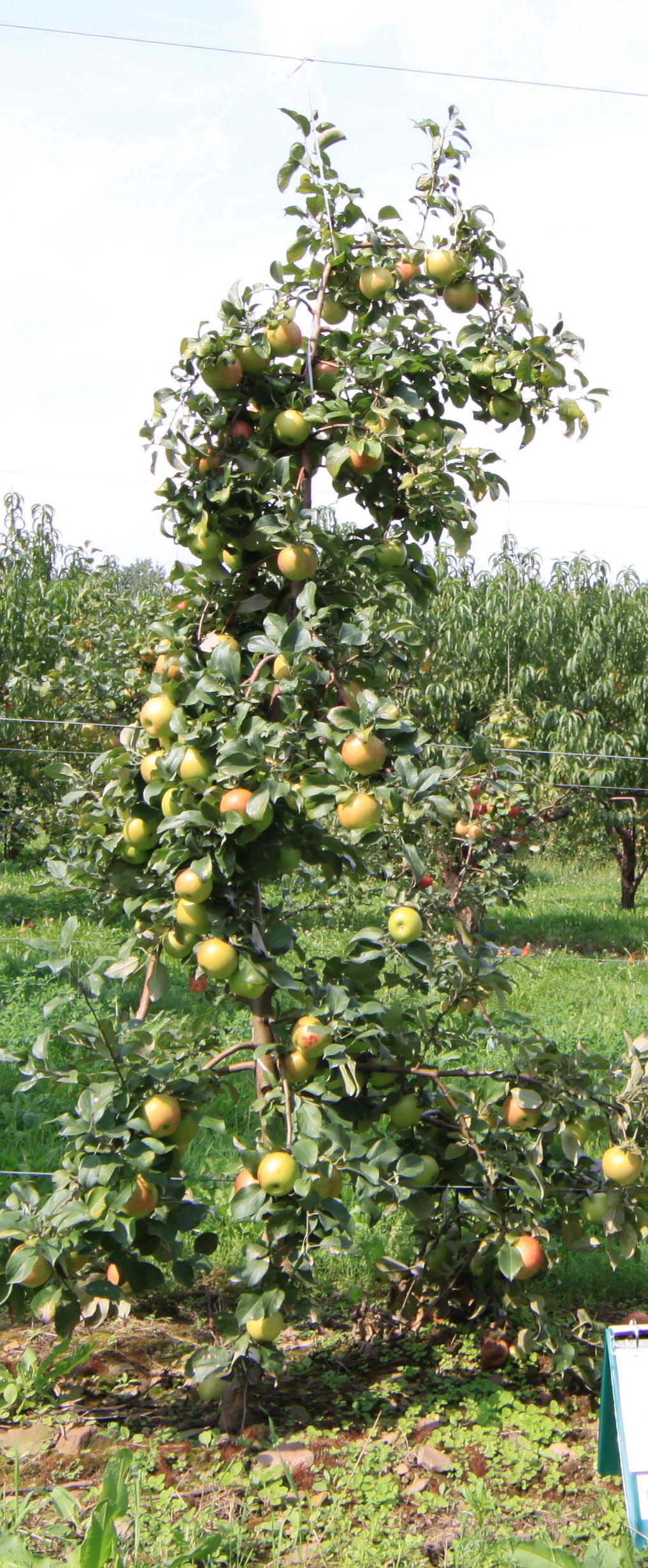 New Geneva rootstocks to help apple growers with size, yield, disease ...