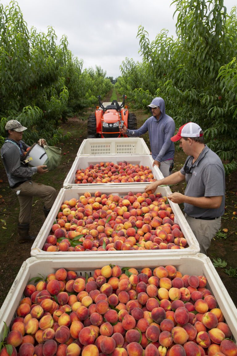Pearson Farm’s six generations find orchard happiness - Fruit Growers News