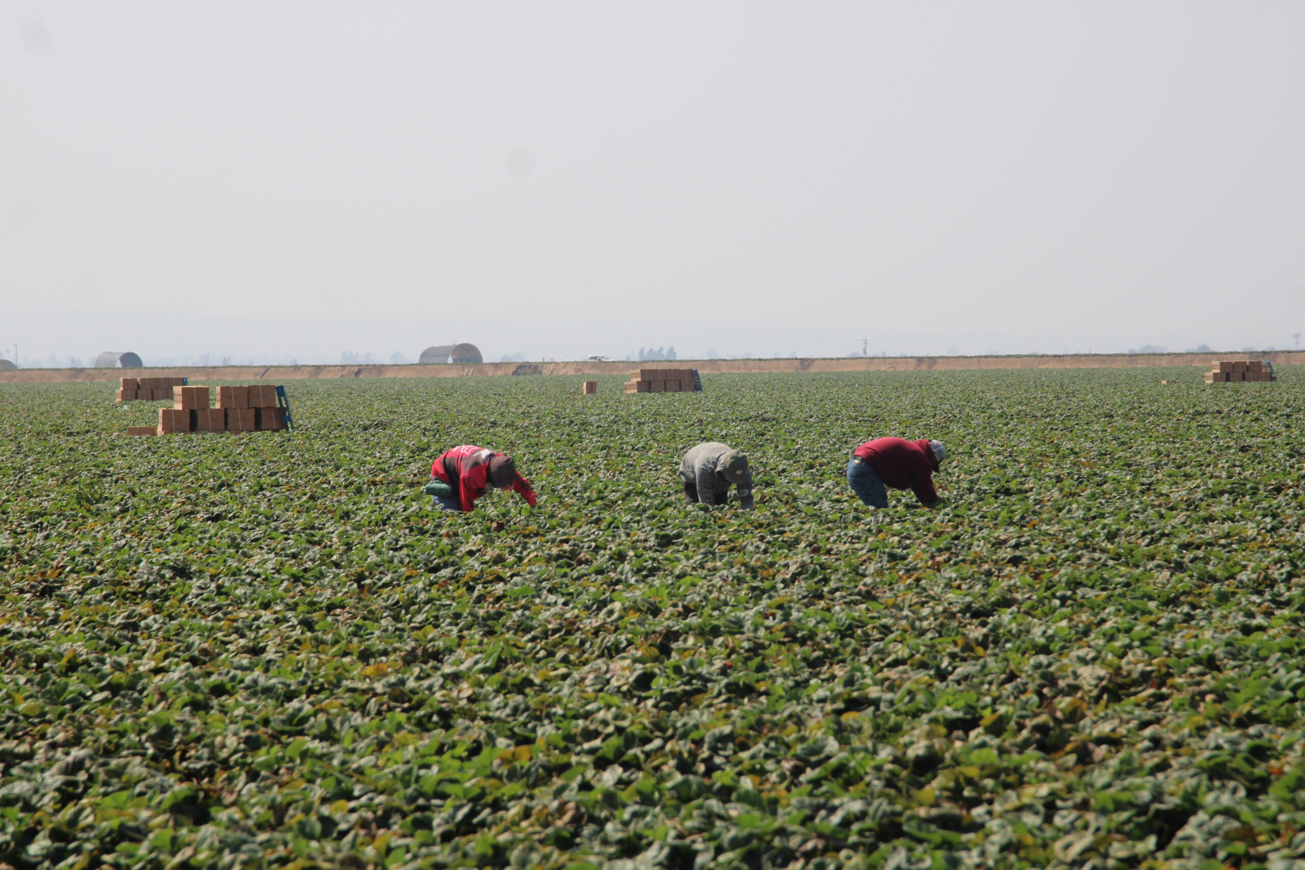 NCAE to host ICE webinar for ag operators - Fruit Growers News