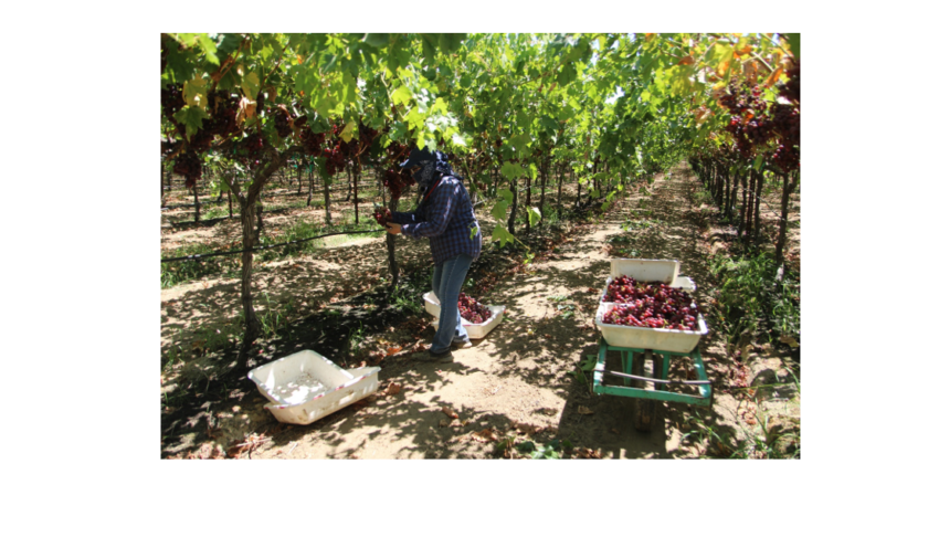 Growers optimistic on California organic grape season - Fruit Growers News