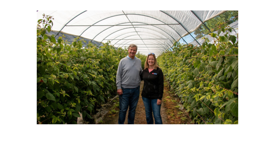 Breaking berry boundaries: NC State improves raspberries - Fruit ...