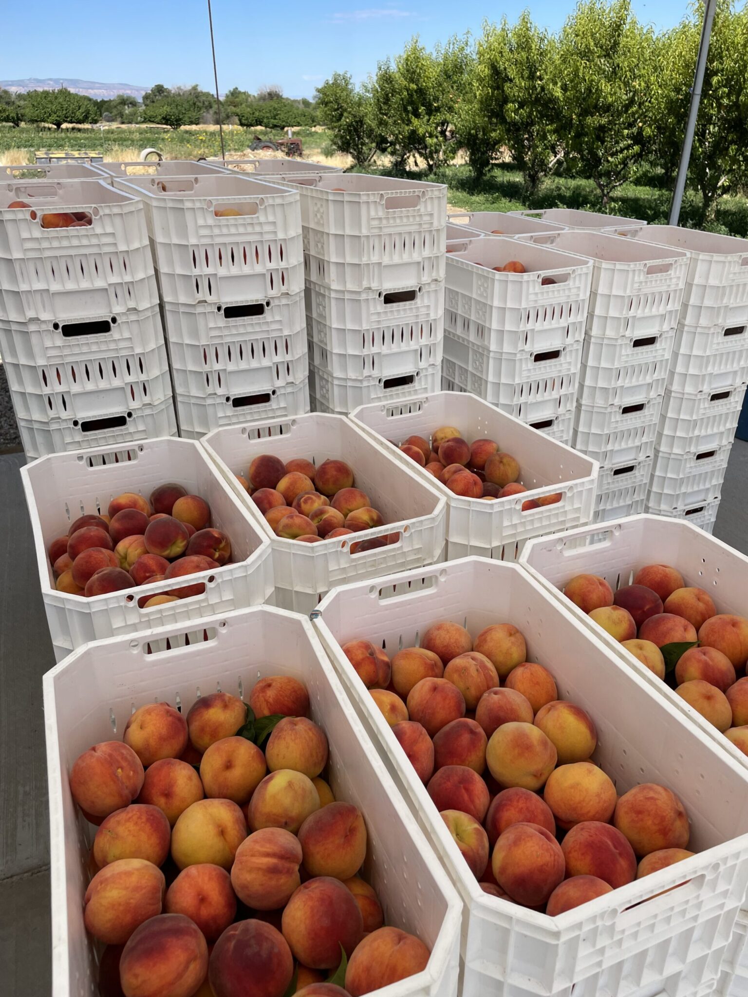 Bluebird Organic Fruit Co.'s sustainable organic fruit production