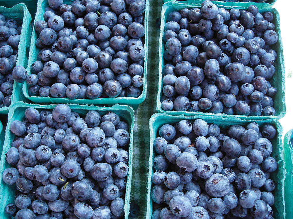 The South Africa market has opened for blueberries - Fruit Growers News