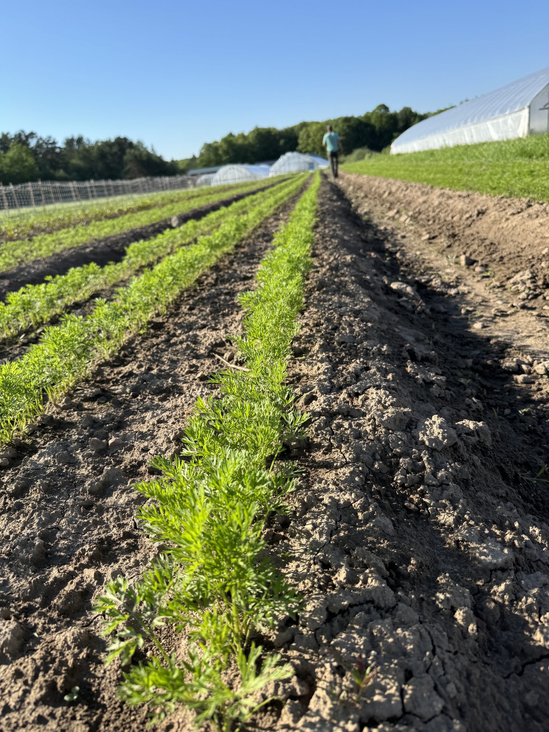 Organic fruit production at Cattail Organics - Fruit Growers News