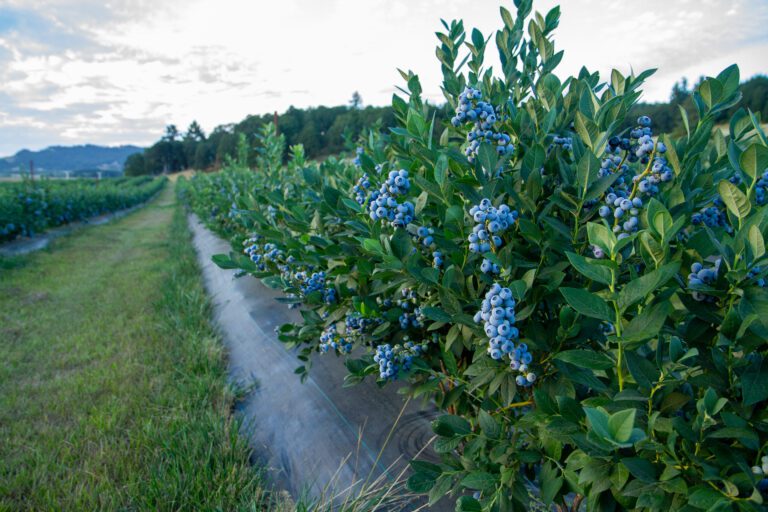 Organic and regeneratively grown betterful blues make their mark ...