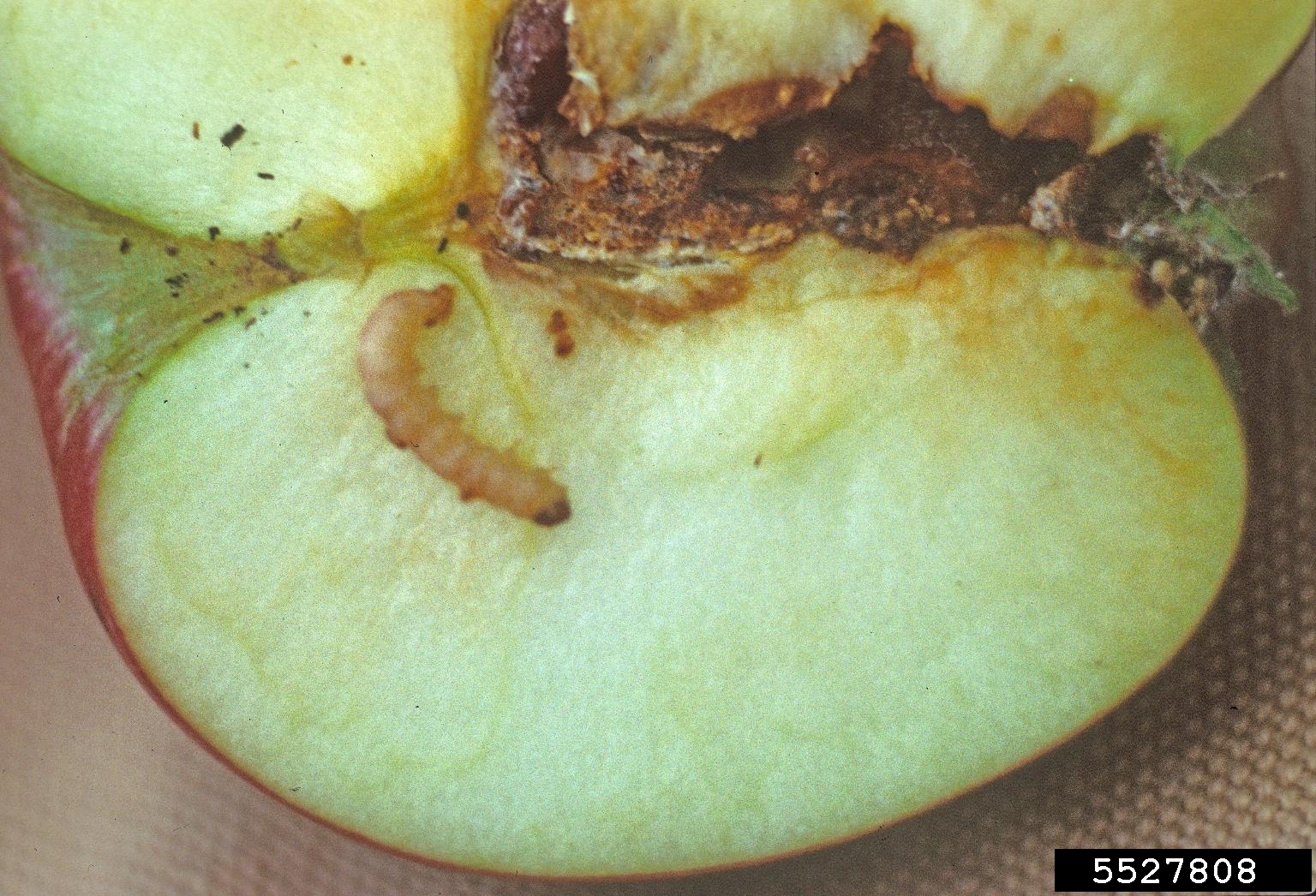 Fruit pest control strategies: codling moth damage | Fruit Growers News