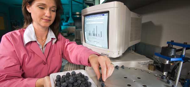 Researchers studying blueberry splitting - Fruit Growers News
