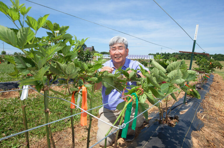Rotating cross-arm trellis lowers blackberry costs - Fruit Growers News