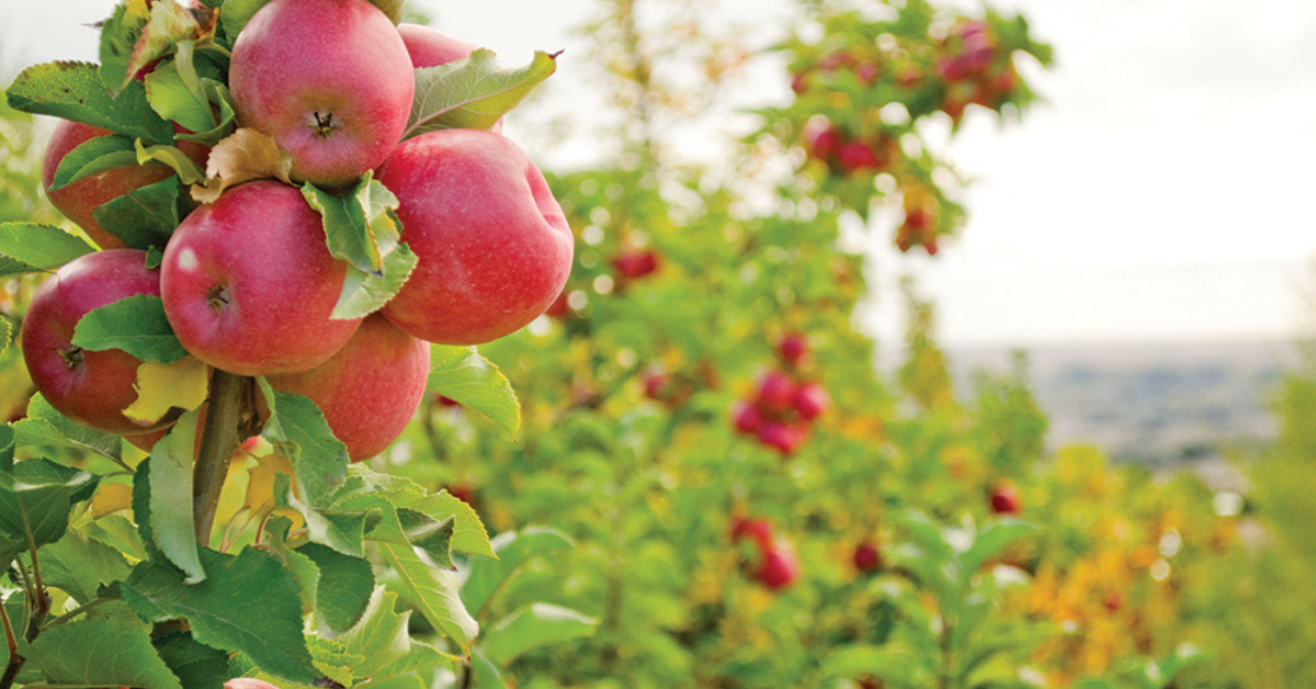 Apple production practices drive strong crops | Fruit Growers News
