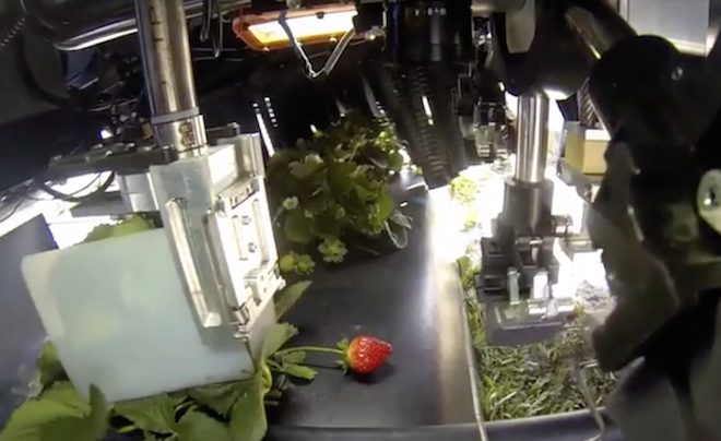 Harvest CROO Robotics’ strawberry platform supported - Fruit Growers News