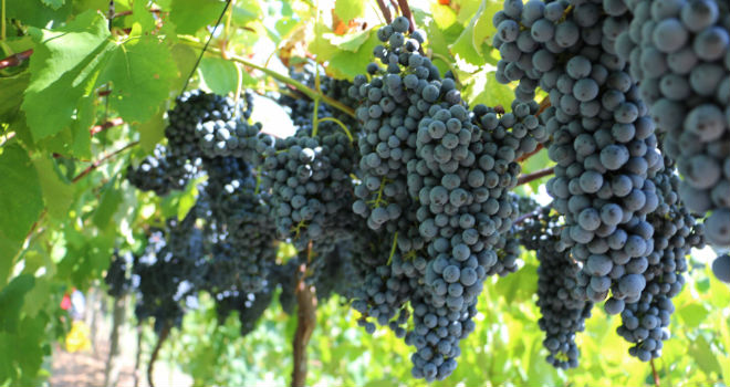 Georgia's dry summer aids grape harvest - Fruit Growers News