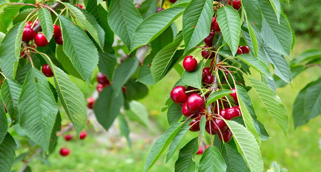Michigan cherry producers approve continuation referendum - Fruit ...