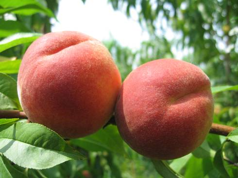 Importation of peach live dormant stem cuttings from Spain viewed ...