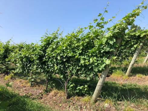 Keeping up with grape canopy management - Fruit Growers News