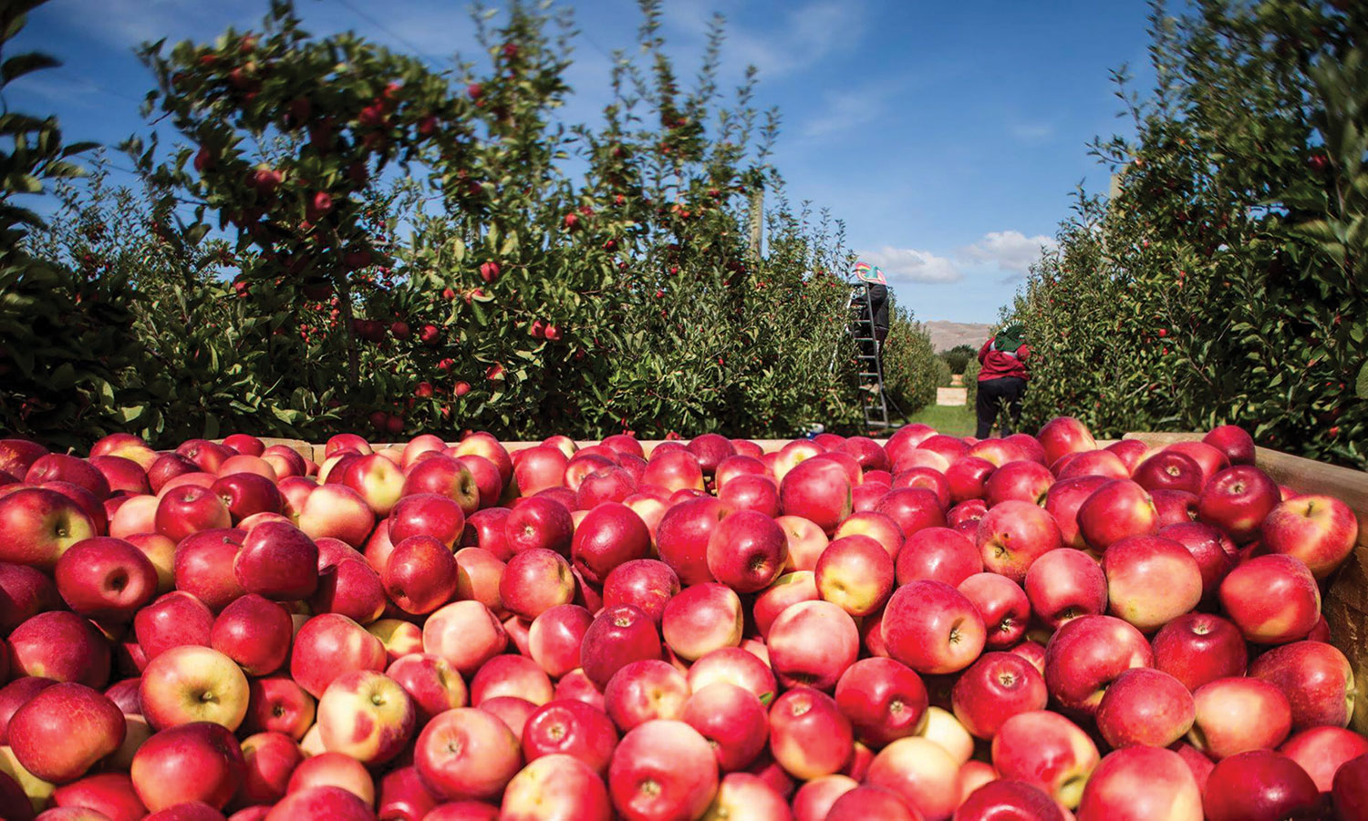 Rockit sets pace in global snack market - Fruit Growers News