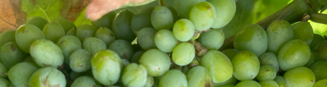 Preventing Pierce’s disease in winegrapes: a biological approach ...