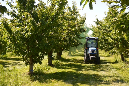 Are you spraying your cherry trees enough? - Fruit Growers News