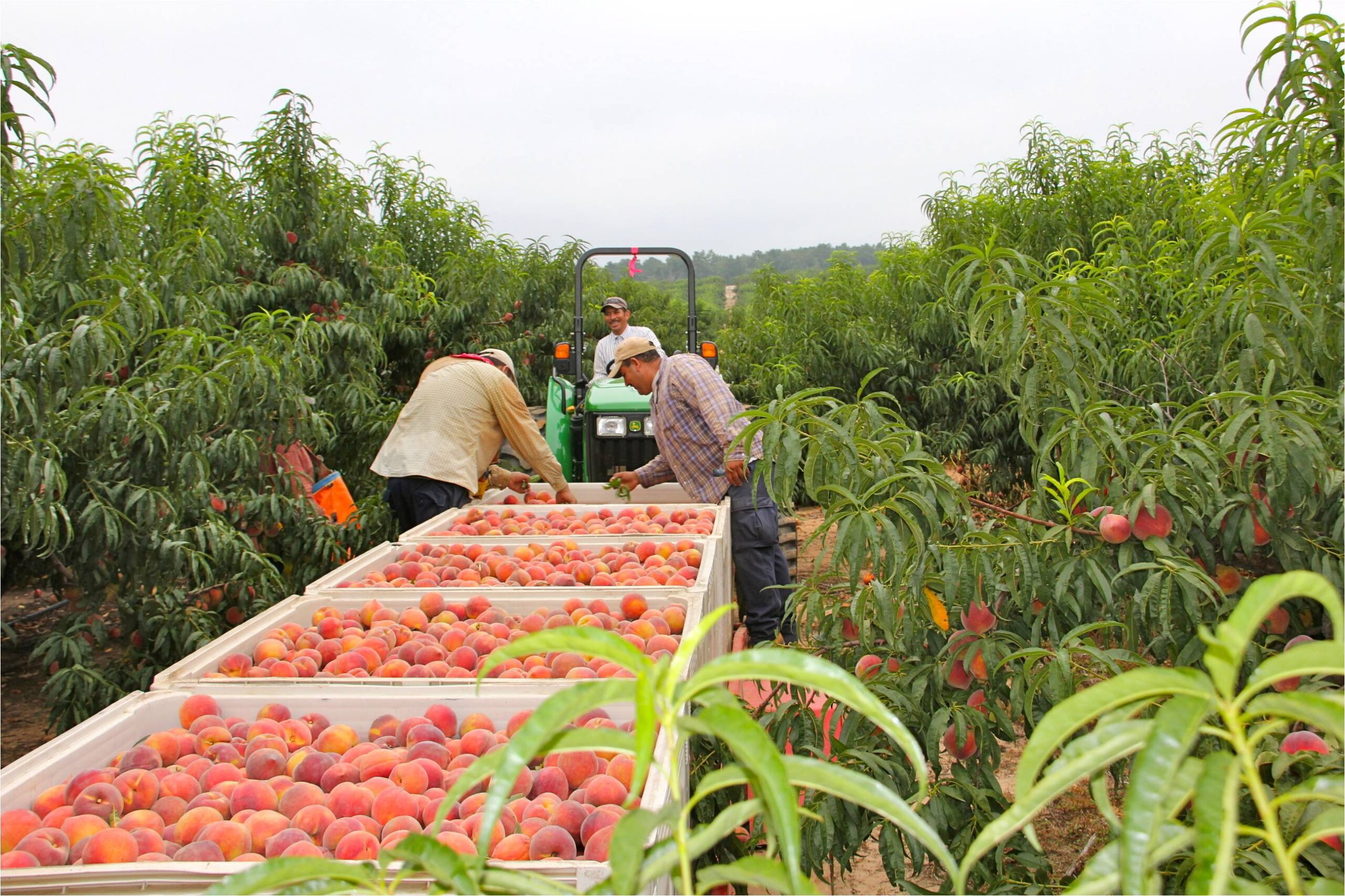 Coalition seeks transparency on USDA’s farm wage rates- Fruit Growers News