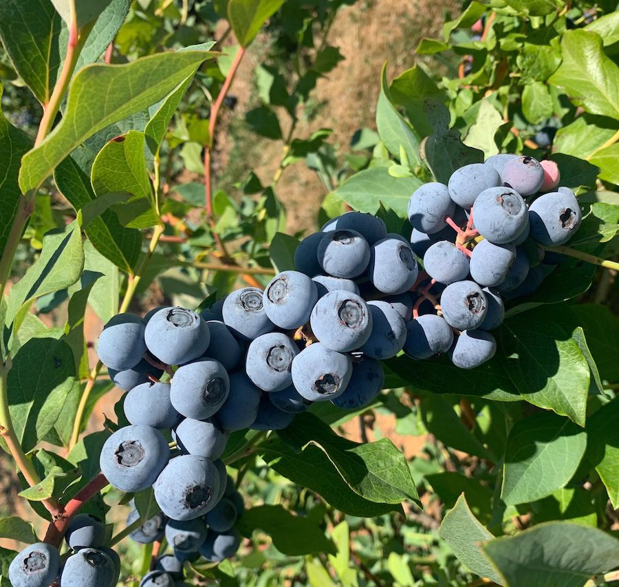 New rabbiteye blueberry variety boasts high yields, tasty fruit - Fruit ...